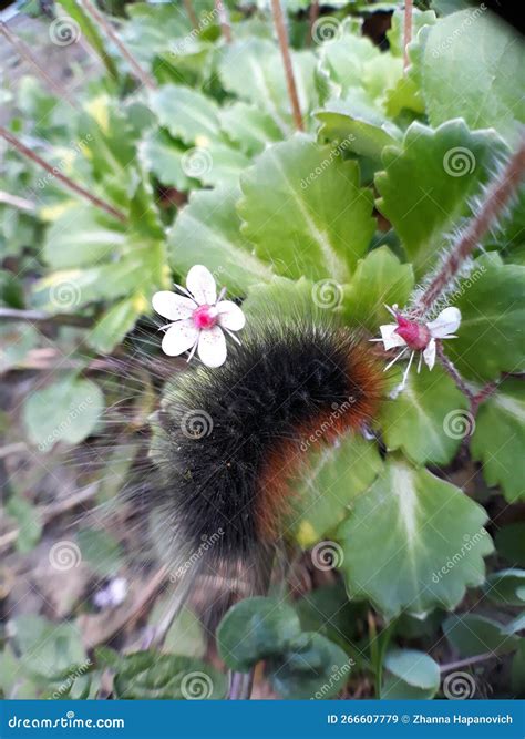 Close Up Of A Hairy Caterpillar Sitting On A Leaf In Natural