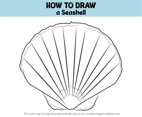 How To Draw A Seashell Everyday Objects Step By Step DrawingTutorials Com