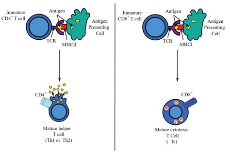Immunotherapy Workflow Cell Activation And Gene Transfer
