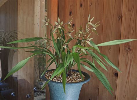 花さき山ナギノハヒメカンラン 牧野植物園にて