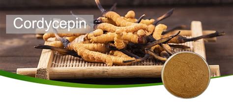 Kilang Pembekal Pengeluar Serbuk Cordycepin China Perkhidmatan Borong