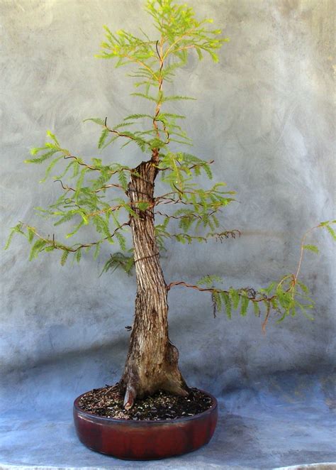 Bald Cypress Defoliation Wiring And Potting Bonsai South