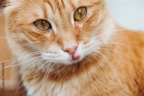 Cat Swollen Lip Uk Carrying A Fetus Diary Image Database