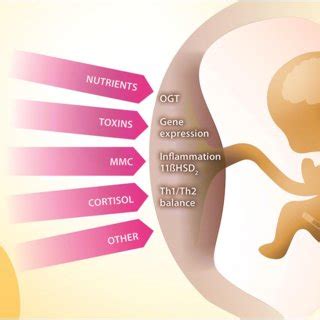 The Placenta Plays A Key Role In The Sex Specific Programming Of Fetal Download Scientific