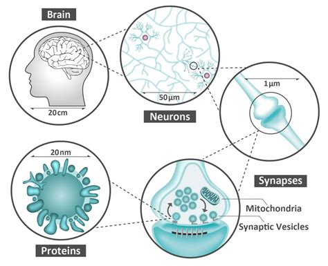 Brain Synapses Diagram