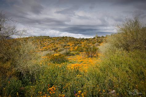 Peridot Mesa Az Focal World