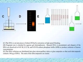 Cot Curve Analysis For Gene And Genome Complexity PPT Biological Sciences Science