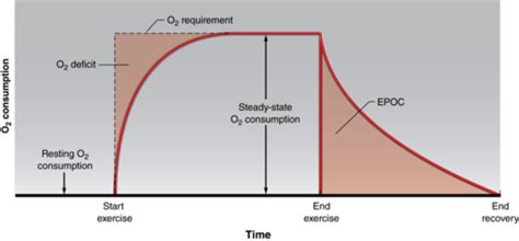 Oxygen Deficit Steady State Epoc Flashcards Quizlet