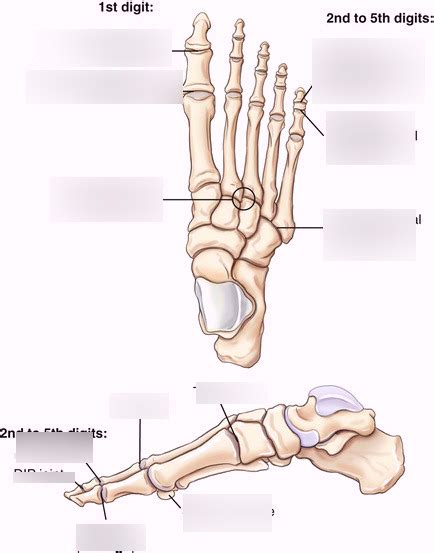 Distal Interphalangeal Joint Foot