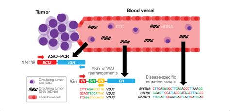 Molecular Monitoring Of Circulating Tumor Cells And Circulating Tumor Download Scientific