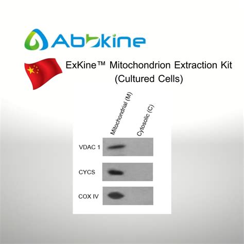 Mitochondria Isolation Kit For Cultured Cells At Melissa Wolf Blog