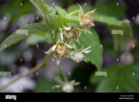 Young Bushes Of Flowering Raspberries Inflorescences The Period When Berries Are Formed On