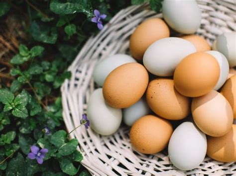 მეზობელ ქვეყნებს შორის საქართველოში კვერცხი ყველაზე ძვირია Bpn