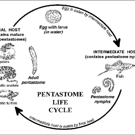 Comparison Of Digenean Trematode Pentastome Nymph And Nematode Sizes Download Scientific