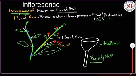 Inflorescence In Flowers Definition And Types