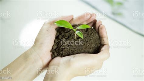 여자의 손을 잡고 지상에서 성장 하는 식물 녹색 모 종 토양에서 성장 하는 생태 개념 세계 환경의 날 지구의 날 세계 식량의 날 개념 희망 새로운 생활 또는 Csr 활동 0