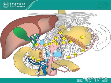 胃癌16组淋巴结分组 健康160