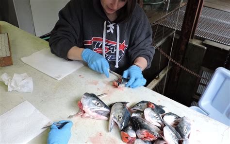 Osmoregulation How Salmon Survive In Freshwater And Saltwater