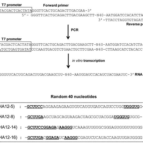 Rna Library For Selex And Rna Aptamer Sequences A The Sequence Of Download Scientific
