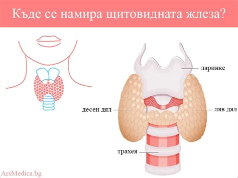 СУЕ изследване при възпаление Arsmedica Bg