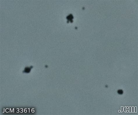 Jcm 33616 Jcm Catalogue