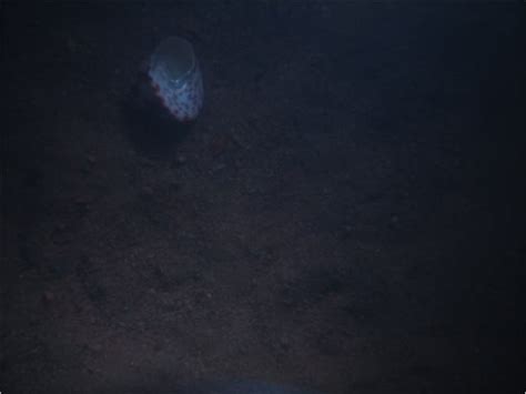 Underwater Objects Object Detection Dataset By Usis10k