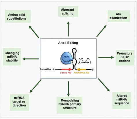 What Is Rna Editing Types And Application Of Rna Editing