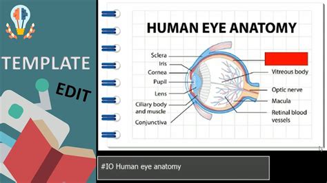 How To Edit The Template For Image Occlusion Editor In Supermemo Youtube