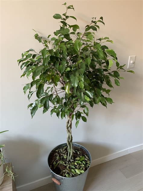 Weeping Fig Weeping Fig Ficus Benjamina Trees Outdoor Plants