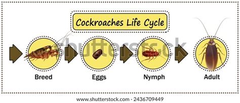 Cockroaches Life Cycle Art Education Stock Vector Royalty Free