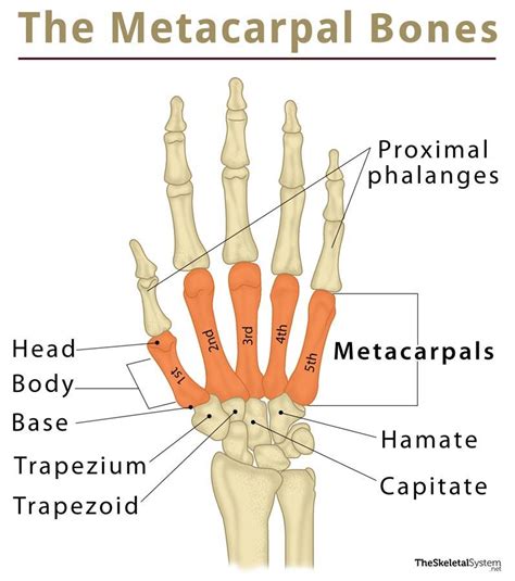 Metacarpals Definition Location Anatomy Function Diagram