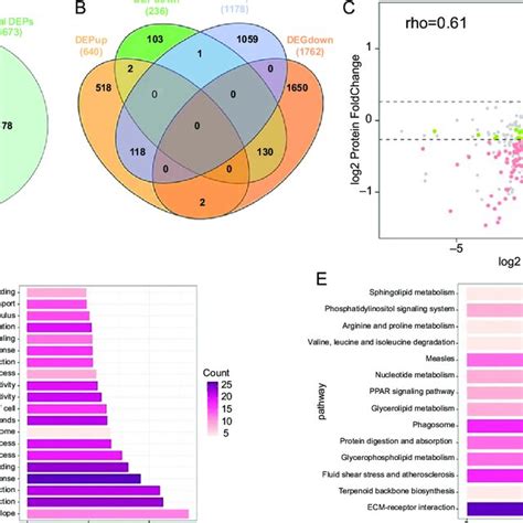 Integrated Transcriptomic And Proteomic Analysis A Venn Diagram