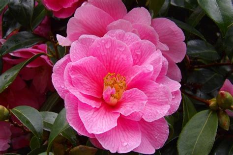 Camellias In Winter Care Tips And Hardy Varieties Plantura