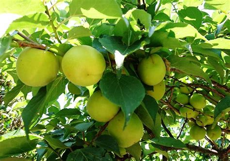 先週は小梅今週は通常の梅の収穫早い 野菜パワーと愛をお届け菜の国のガーデンキッチン