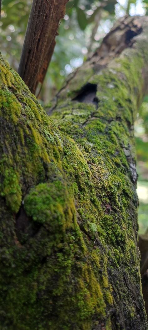 Tree Moss Nature Free Photo On Pixabay