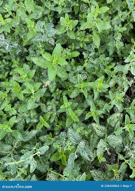 菜园野生绿薄荷植物的生长 库存照片 图片 包括有 通配 薄菏 绿色 工厂 香料 生长 增长 228420864