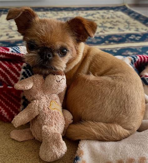 8 помилок та стереотипів про собак в які пора перестати вірити