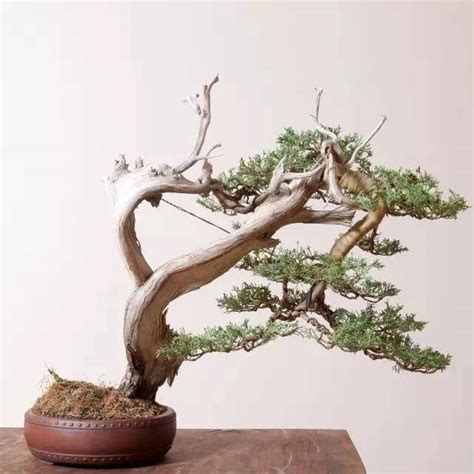 100幅崖柏盆景赏析不可错过 植物 松柏 太行