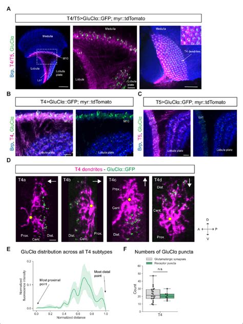Subcellular Localization Of The Inhibitory Glutamate Receptor Glucla In