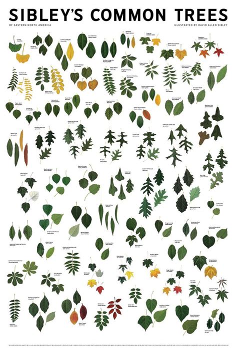 Sibleys Common Trees Eastern N America Poster Tree Identification