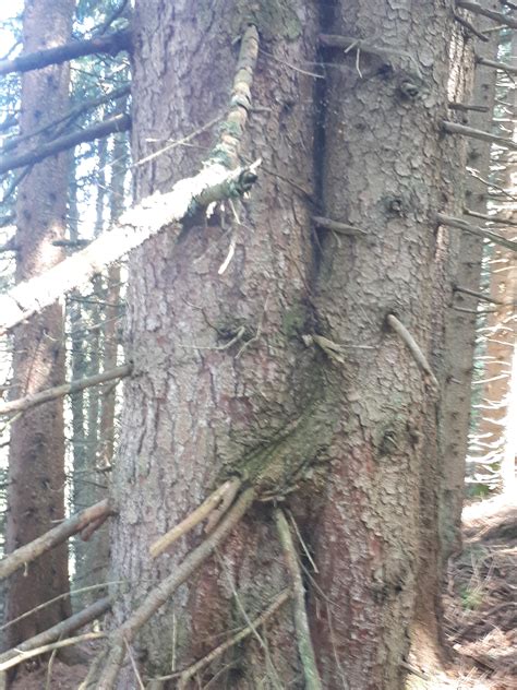 Tree Sucking On Another Tree Is This How Trees Are Born R TreesSuckingOnThings