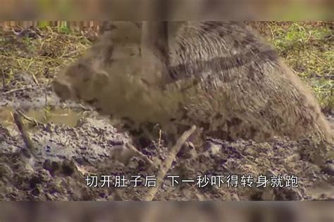 男子野外捕猎一头野猪用刀剖开肚子后下一秒吓得转身就跑 野猪 肚子 男子