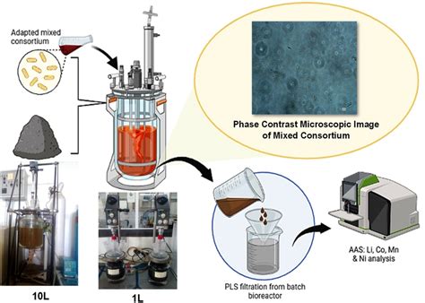 Stirred Tank Batch Bioreactor System For Bioleaching Of Lithium‐ion Download Scientific Diagram