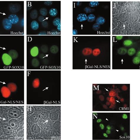 The Leucine Rich Nes Of Sox10 Mediates Nucleocytoplasmic Shuttling Of