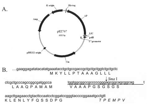 Plasmid Map A And Cloning Site B Of The Pez707 Vector Pez707 Was Download Scientific