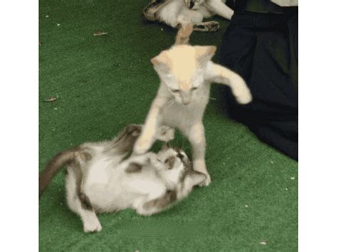 Top V I H N Nh M O Nh Nhau Cute D Th Ng Nh T Sec