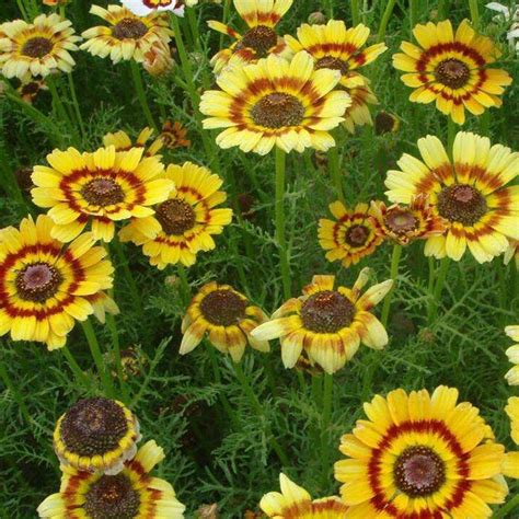 花环菊花卉种子花卉种子 绿宝园林网