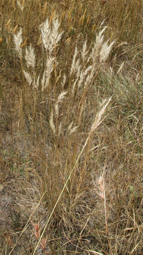 Common Wallaby Grass Grasslands