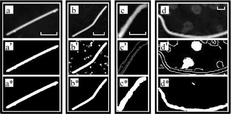 Segmentation Results A D Regional Images Cropped By Bounding