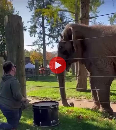 인간과 교감하는 코끼리 Mp4 유머 움짤 이슈 에펨코리아